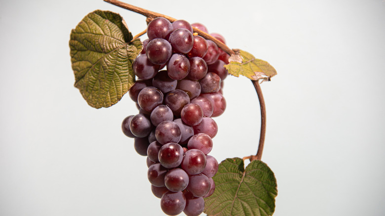 21 Types Of Grapes To Know, Eat And Drink