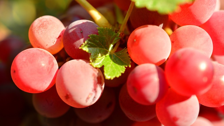 21 Types Of Grapes To Know, Eat And Drink