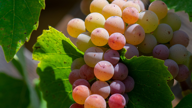 21 Types Of Grapes To Know, Eat And Drink