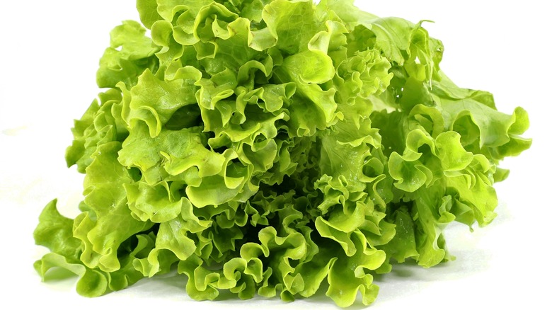 19 Types Of Lettuce For Salads, Sandwiches, And Beyond