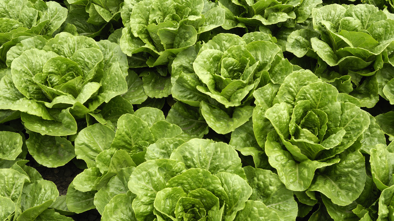 19 Types Of Lettuce For Salads, Sandwiches, And Beyond