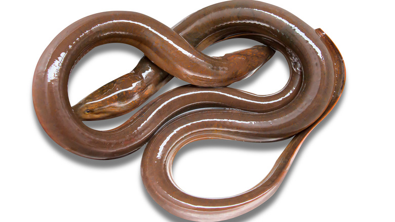 A Seafood Chef Wouldn't Eat These 5 Fish & The 6 To Eat Instead