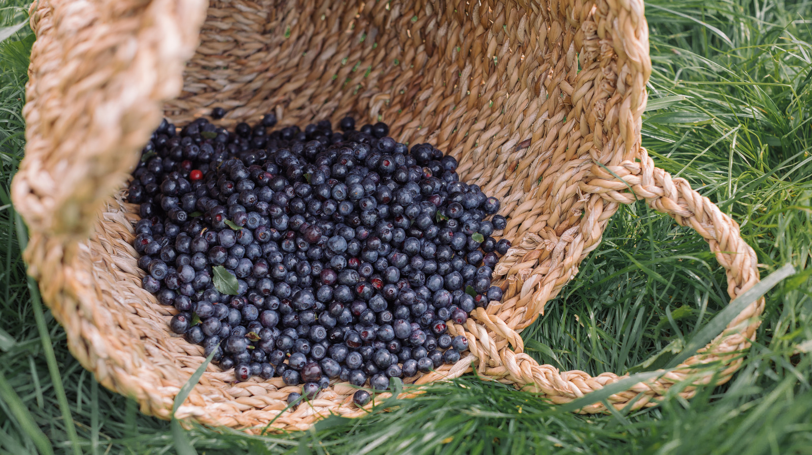 For The Absolute Best Taste, Choose Wild Blueberries