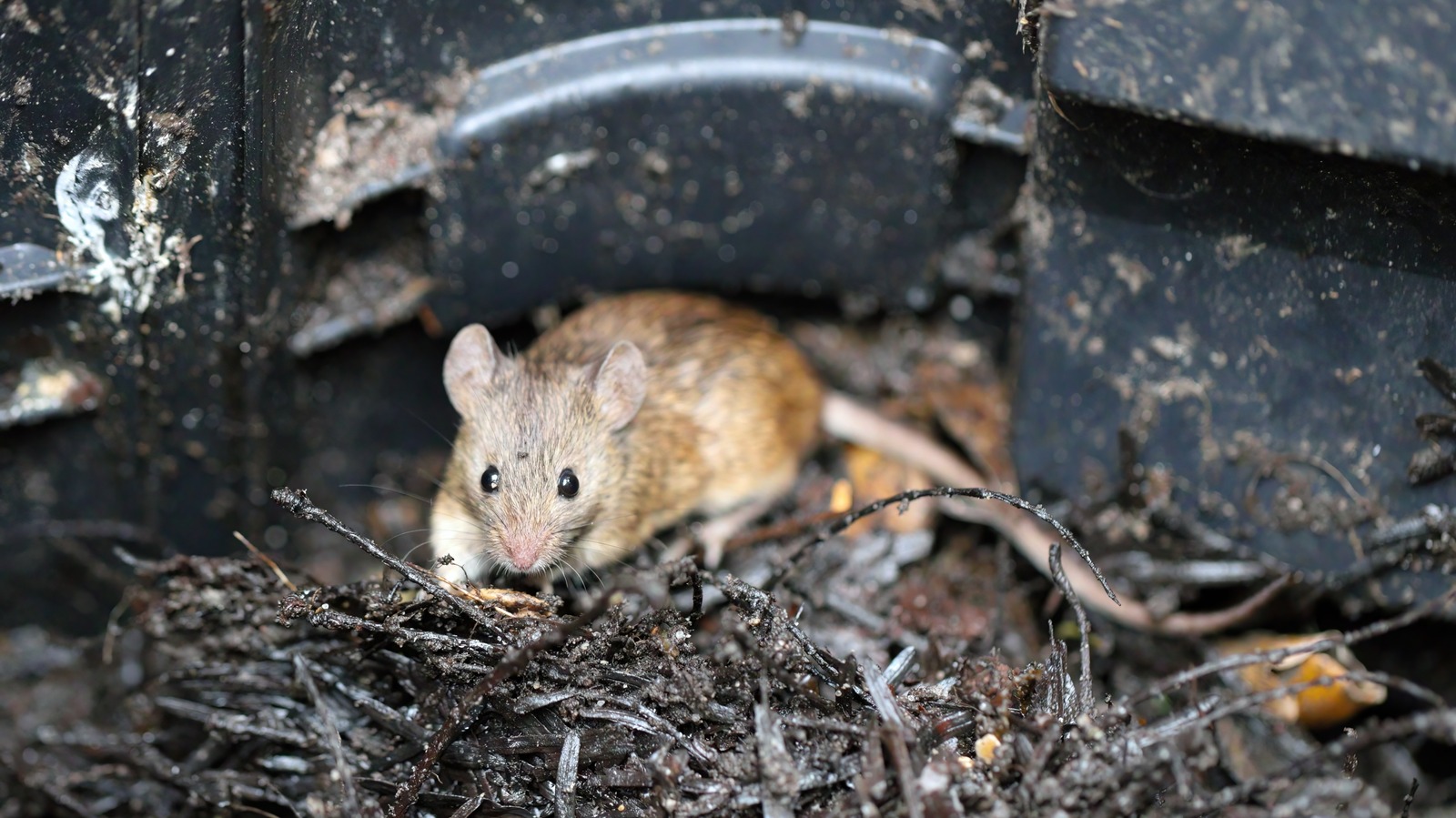 How To Keep Rodents Out Of Your Compost Pile