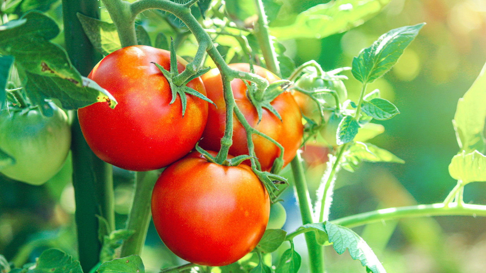 Keep Homegrown Tomatoes Fresh & Fungus-Free With One Simple Tip