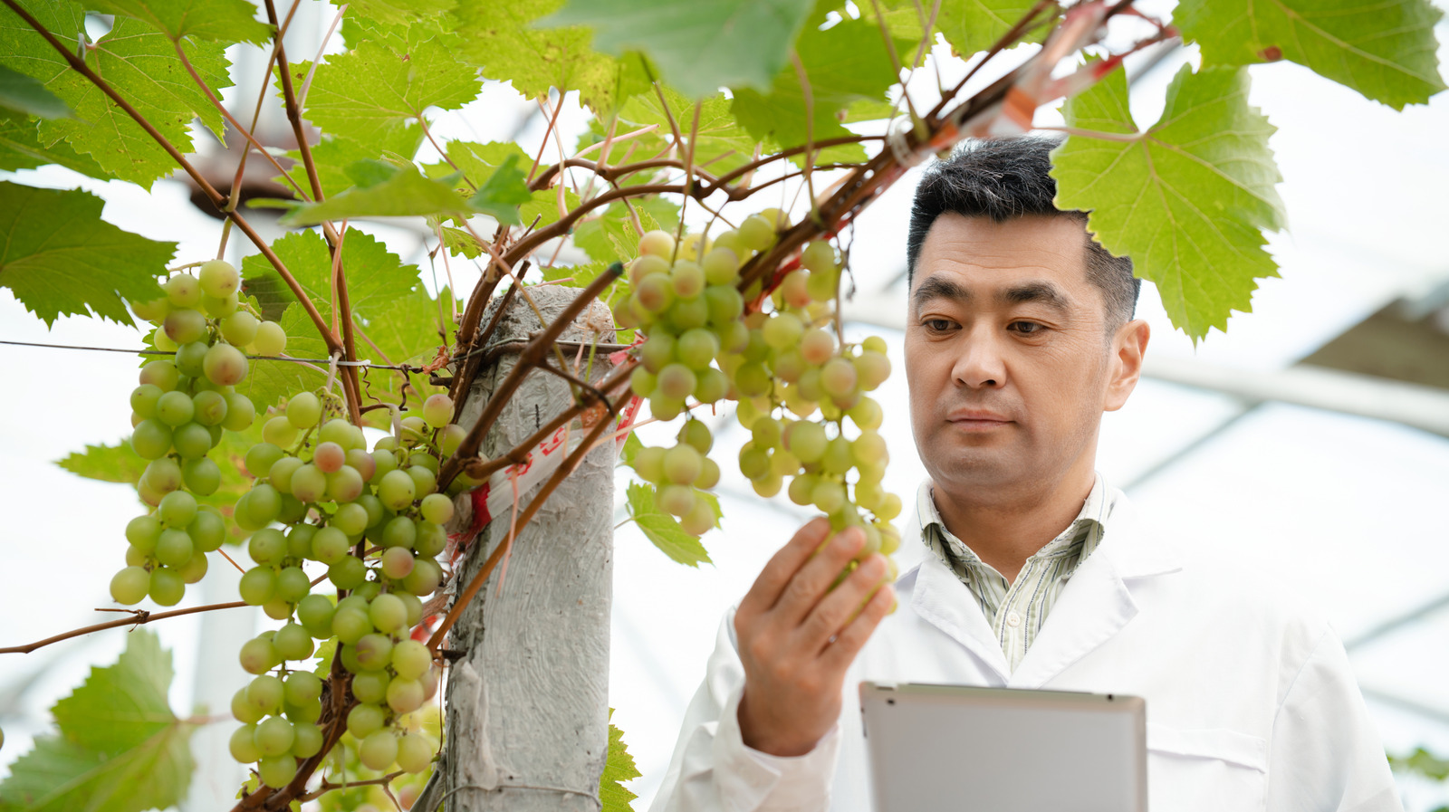 Which Country Produces The Most Grapes In The World?