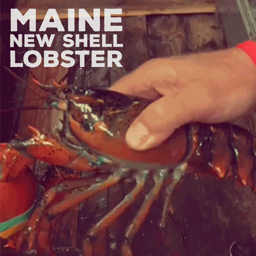 We Have A Soft Spot For Maine's New Shell Lobsters - Food Republic