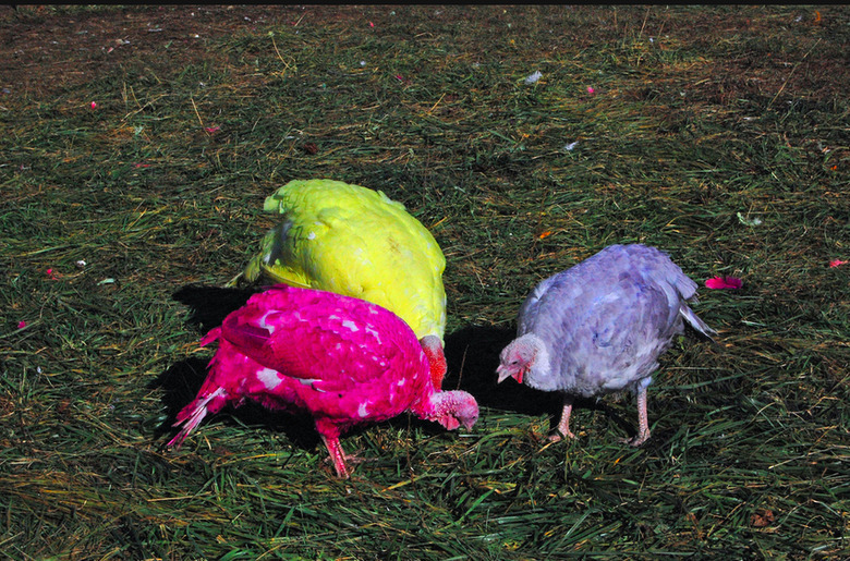 What's Up With These Neon-Dyed Turkeys? - Food Republic
