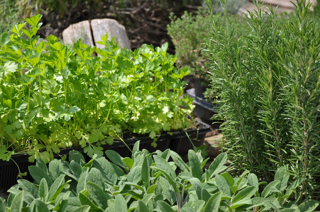 Herb Guide: The Roundup - Food Republic