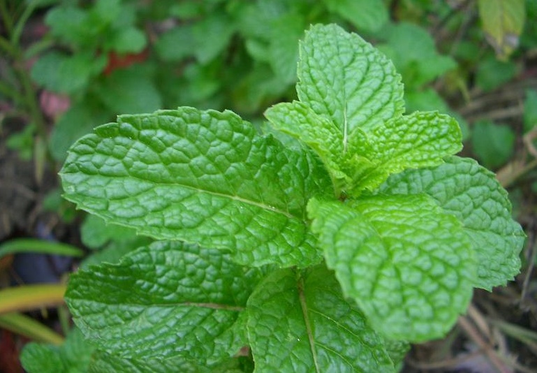 Guide to Herbs Day 13: Mint - Food Republic