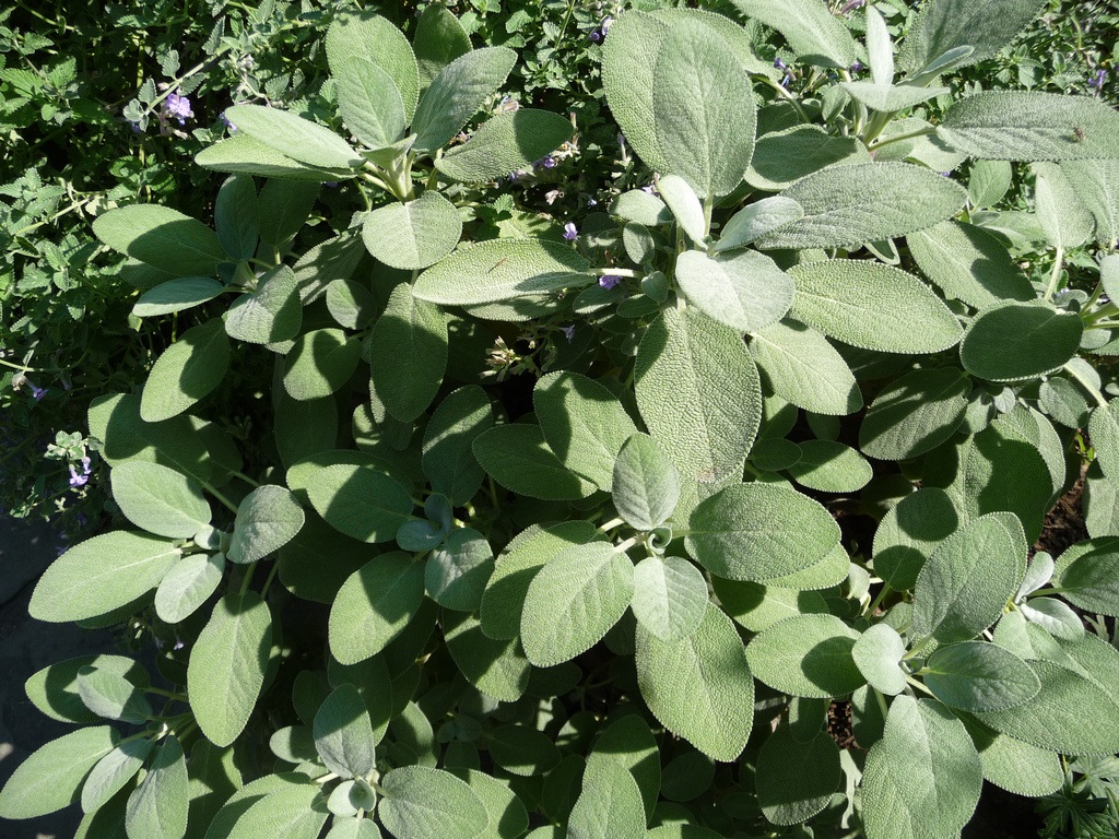 Guide To Herbs Day 8: Sage - Food Republic