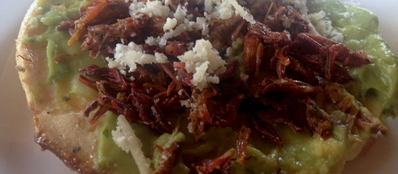 Fried Mexican Grasshoppers, Chapulines, Will Knock You Out Of A Taco ...