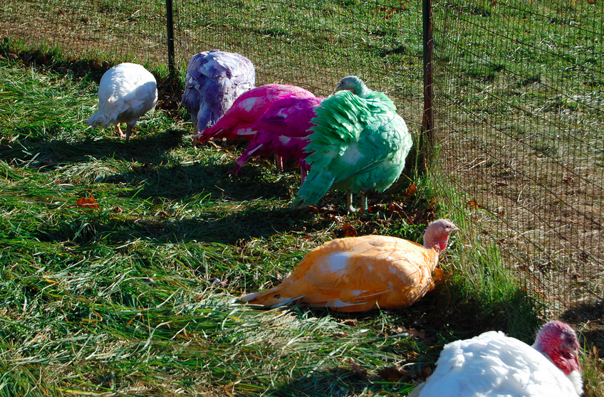What's Up With These Neon-Dyed Turkeys? - Food Republic