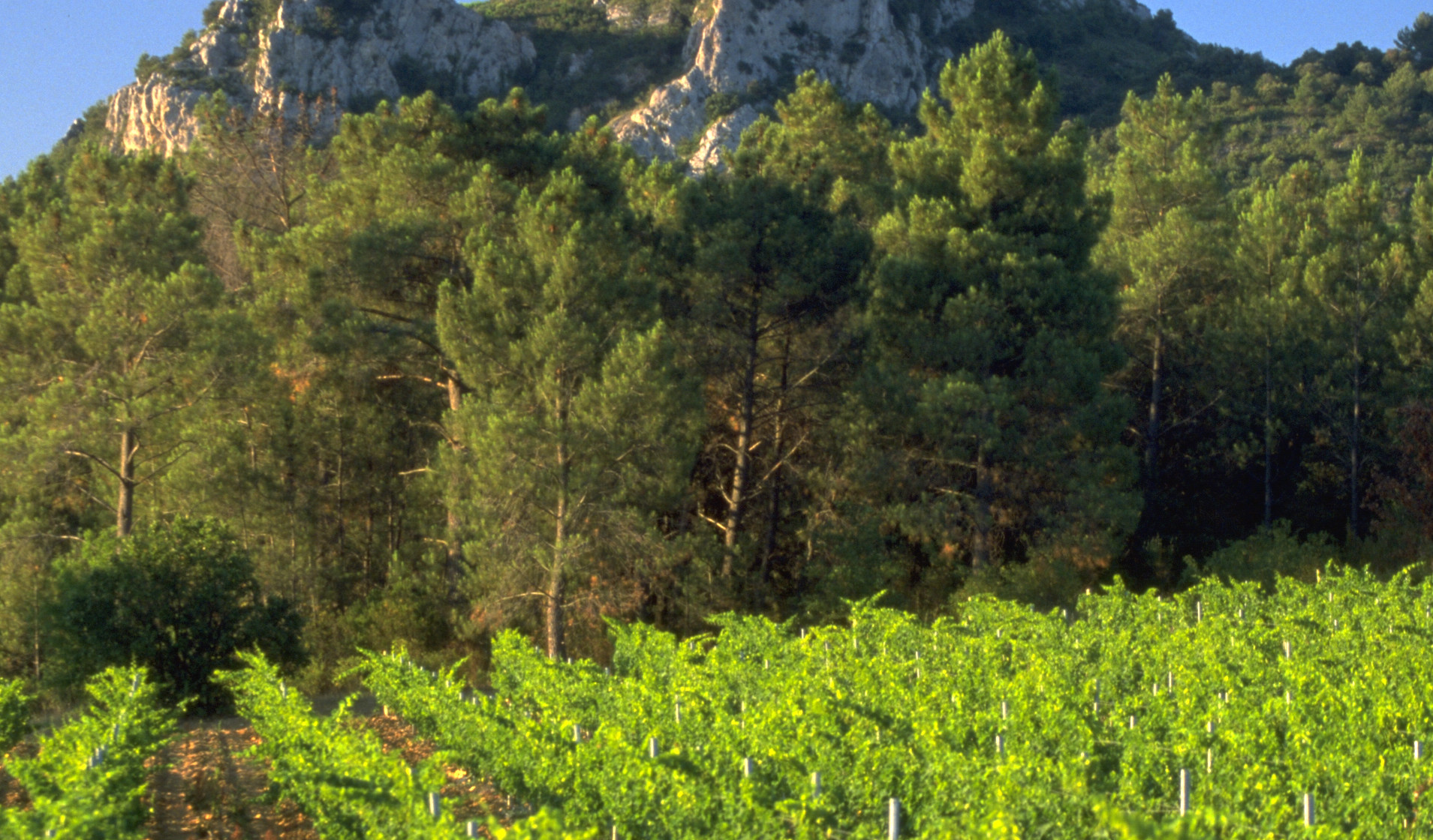 Got Garrigue? A Guide to Full-Bodied, Luscious Rich Reds from the ...