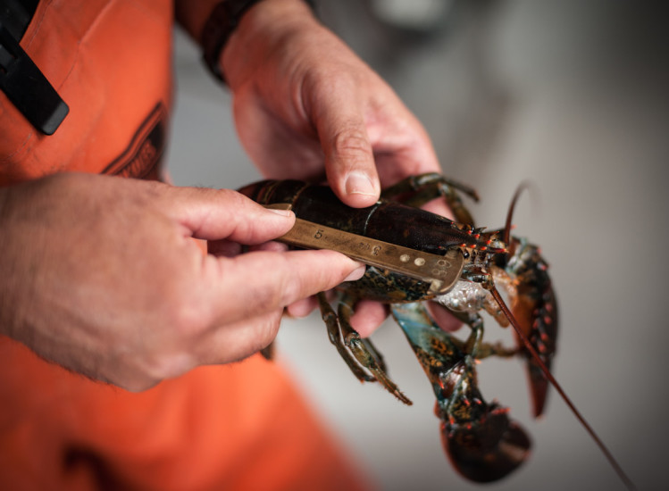 We Have A Soft Spot For Maine's New Shell Lobsters - Food Republic