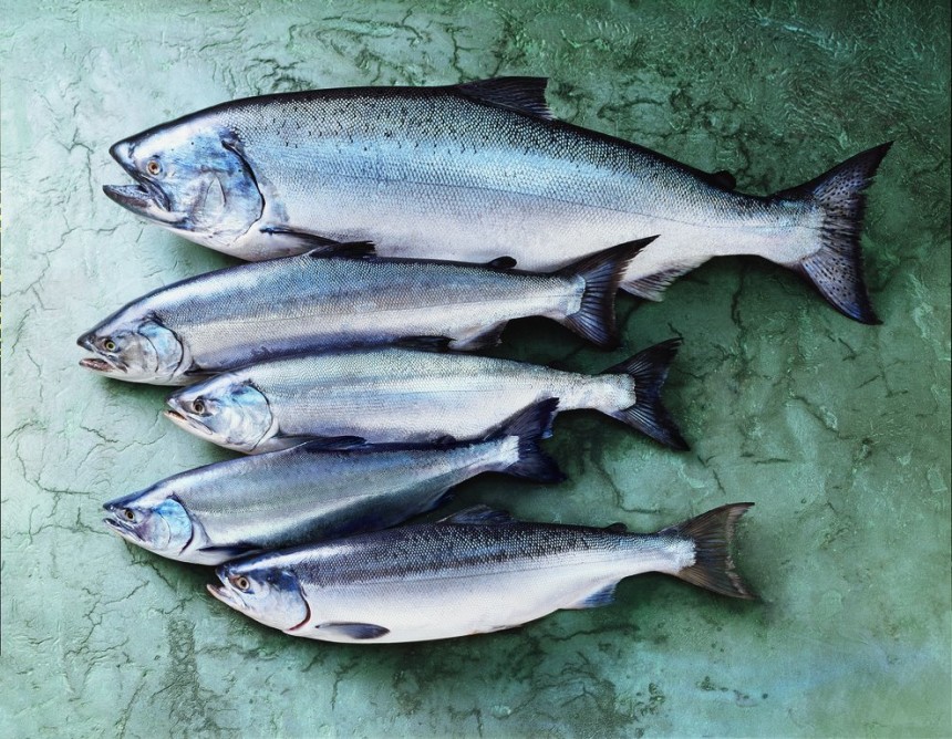 Everything You Need To Know About Wild Alaskan Salmon - Food Republic