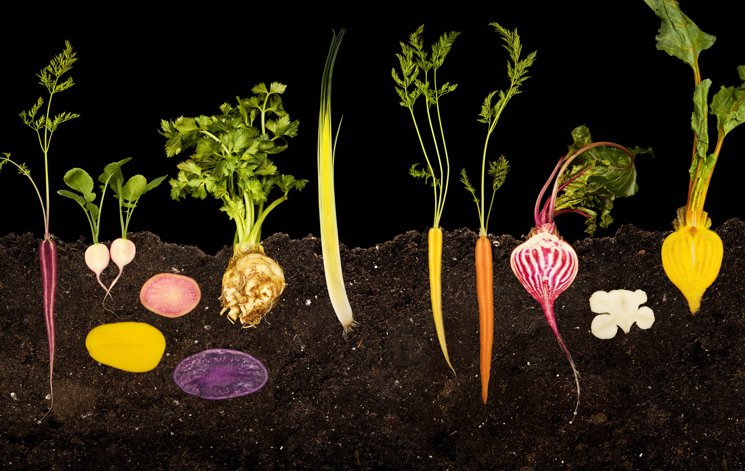See Food In A Whole New Light At Modernist Cuisine's Photo Exhibit In ...