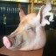 Let's Face It: Cooking With Animal Heads At Home Is Easy, Nutritious ...