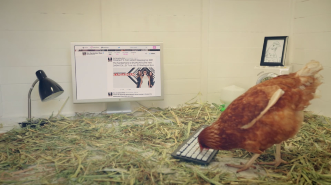 This Live Chicken Is Trying To Tweet Its Way Into The Guinness World ...