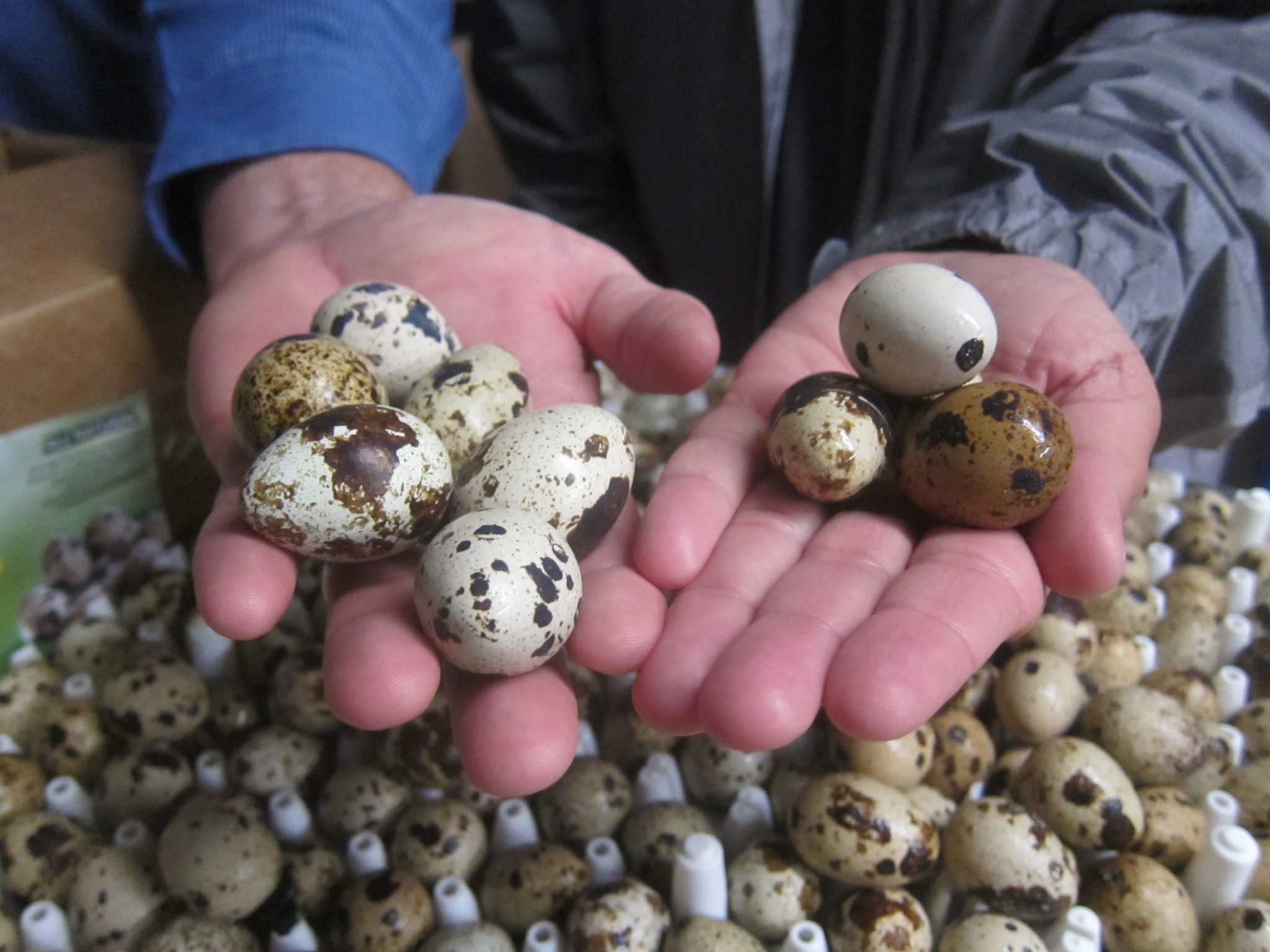 Manchester Farms Is The Brand To Know For High-Quality Quail In The ...