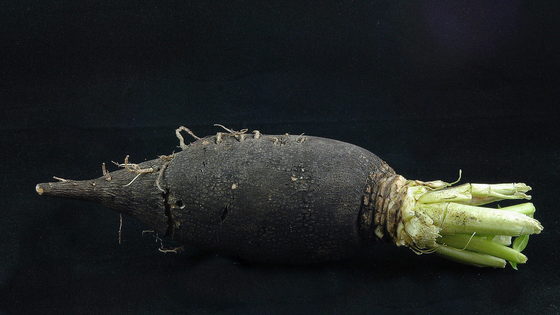 What's In Season In January: Oroblancos, Radishes, Turnips, Venison ...