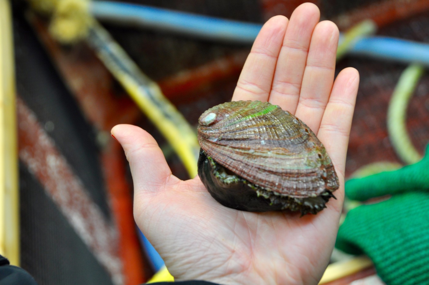 Market Paradise: Where Chefs Shop And Eat In Brittany, France - Food ...