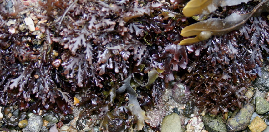 The Definitive Guide To Edible Seaweed - Food Republic