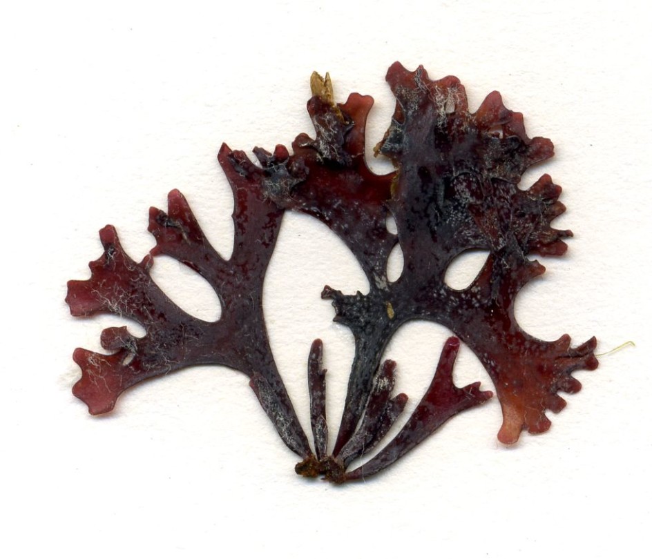 Chondrus_crispus_Helgoland - Food Republic