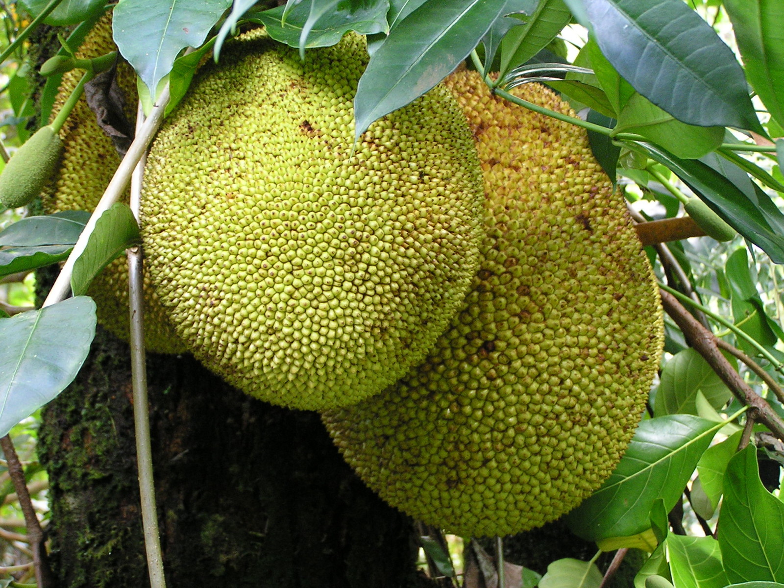 What Is Jackfruit And How Do You Cook With It? - Food Republic