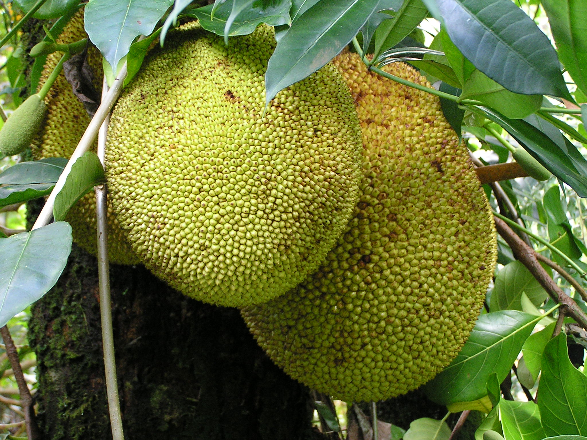 What Is Jackfruit And How Do You Cook With It? - Food Republic