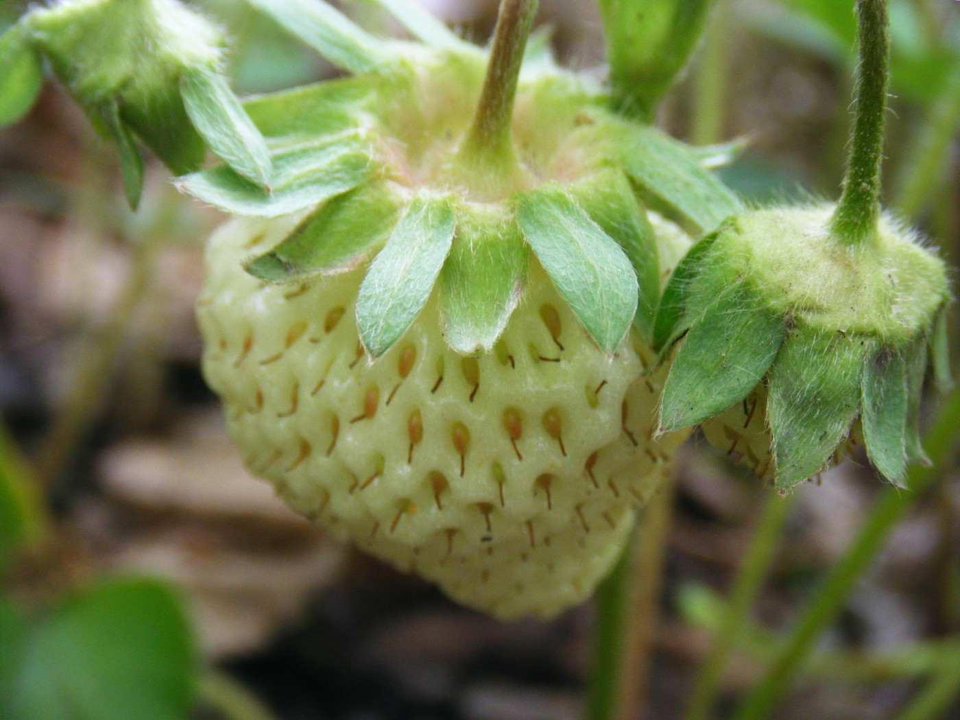 What's In Season In April: Green Strawberries, Baby Artichokes - Food ...