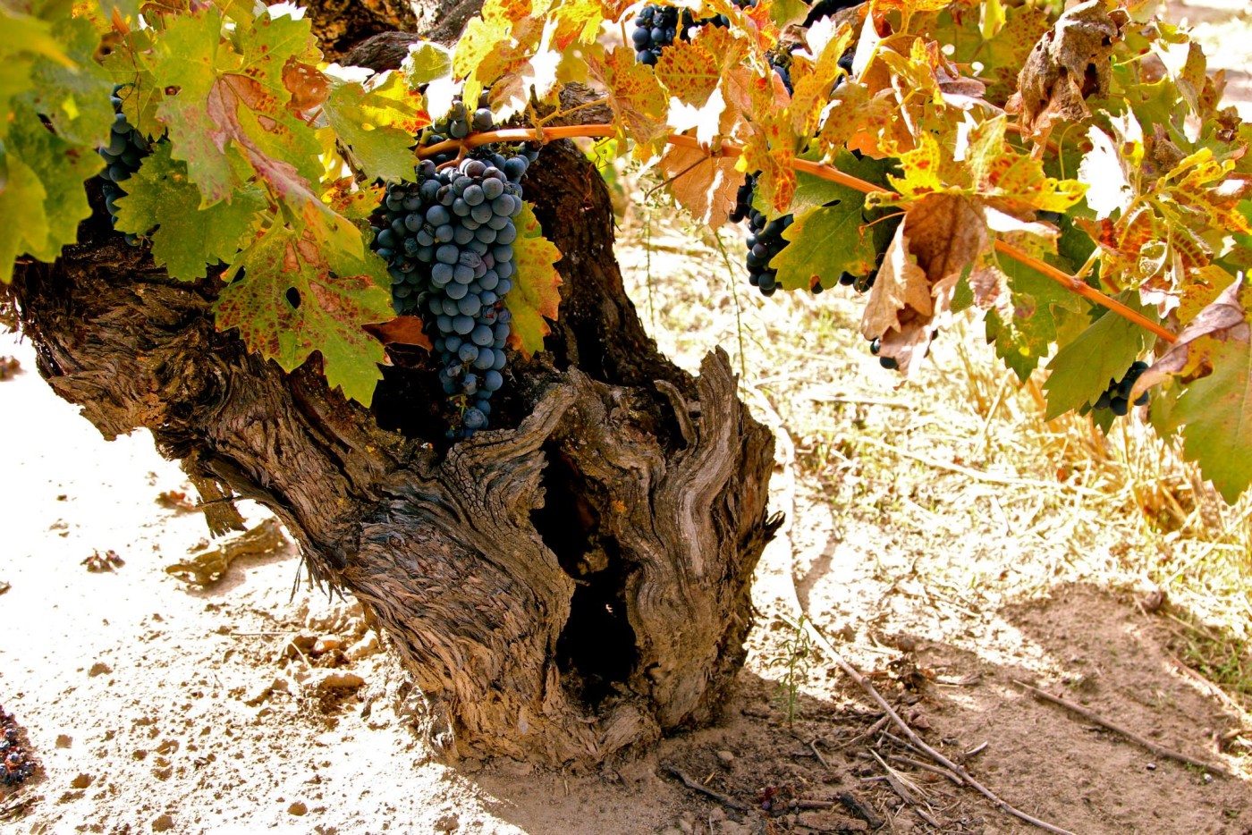 Here Are 10 Wines Perfect For Warm-Weather Sipping - Food Republic