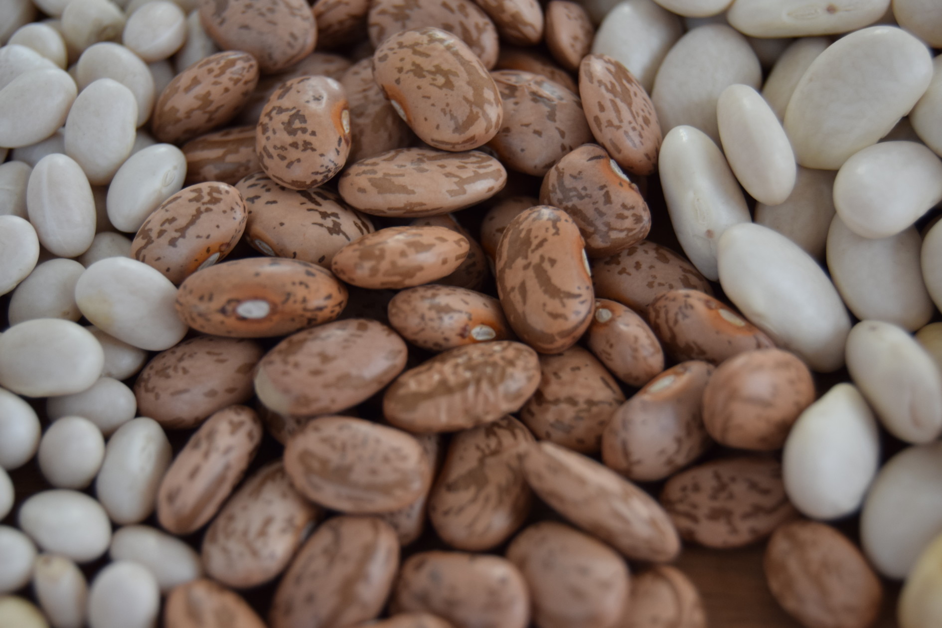 A Guide To The Beans You Need To Know (And Cook) - Food Republic