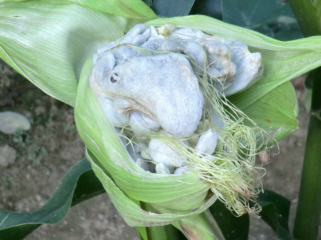 Qué es el huitlacoche y cómo se cocina? | Home Healthcare