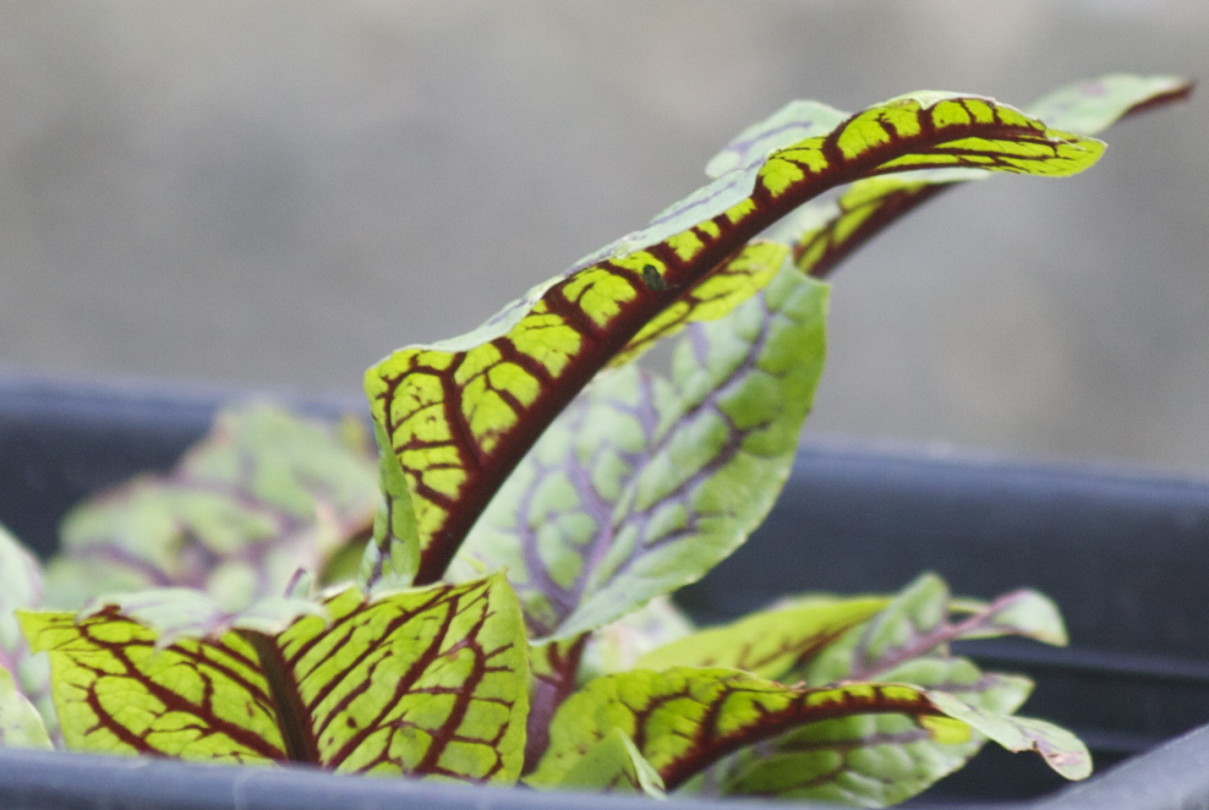 What Is Sorrel And How Do I Cook With it? - Food Republic