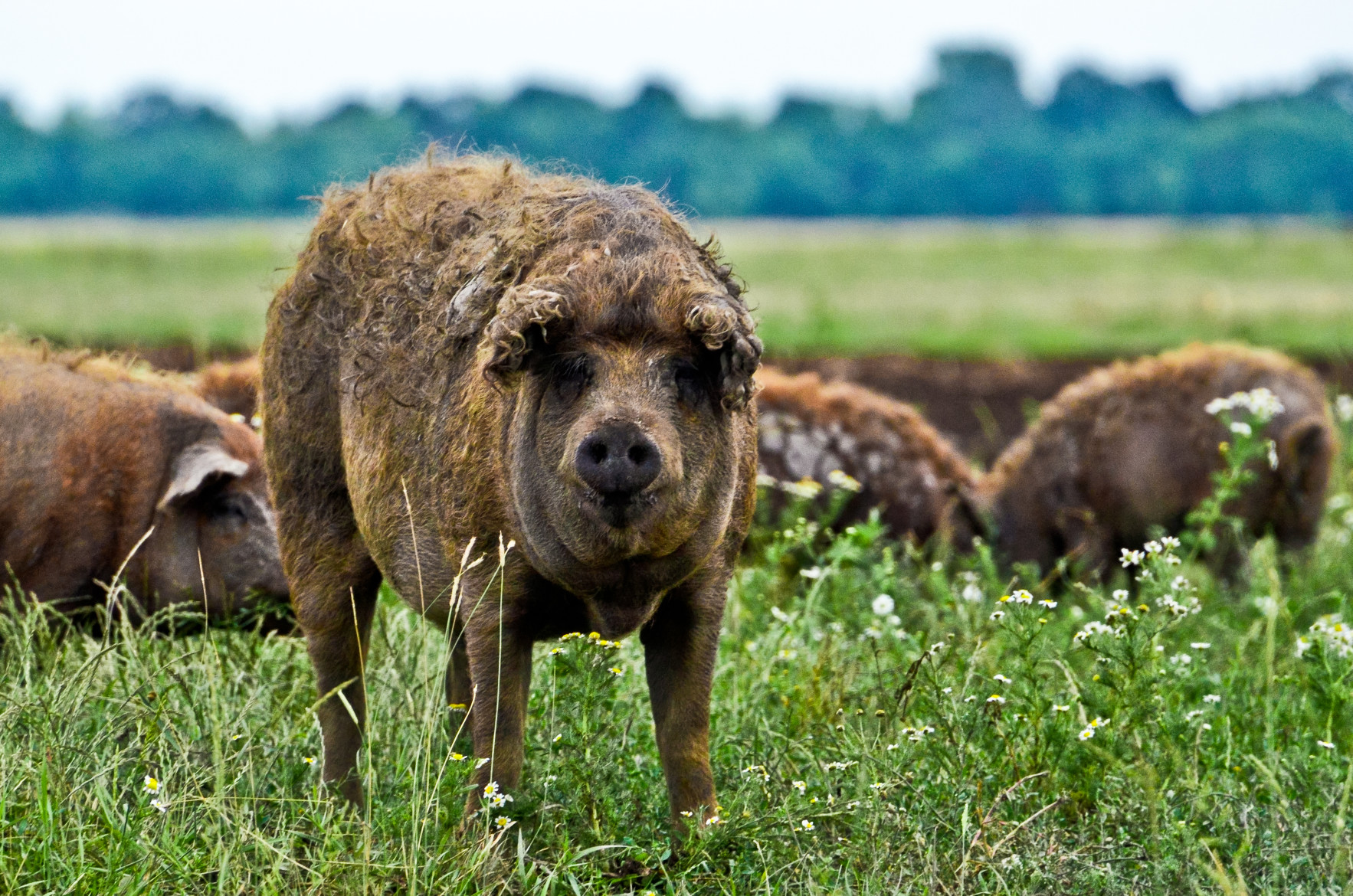 Mangalica Pigs - Food Republic