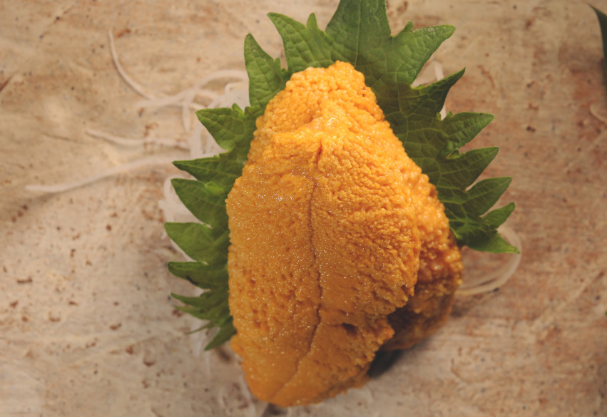 Wat zijn de verschillende soorten zee-egel? | Rencana