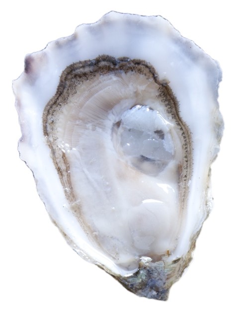 12 Oysters You Should Know - Food Republic