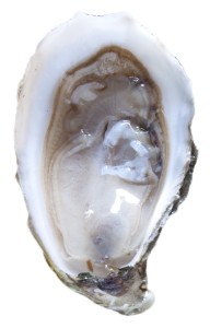 12 Oysters You Should Know - Food Republic
