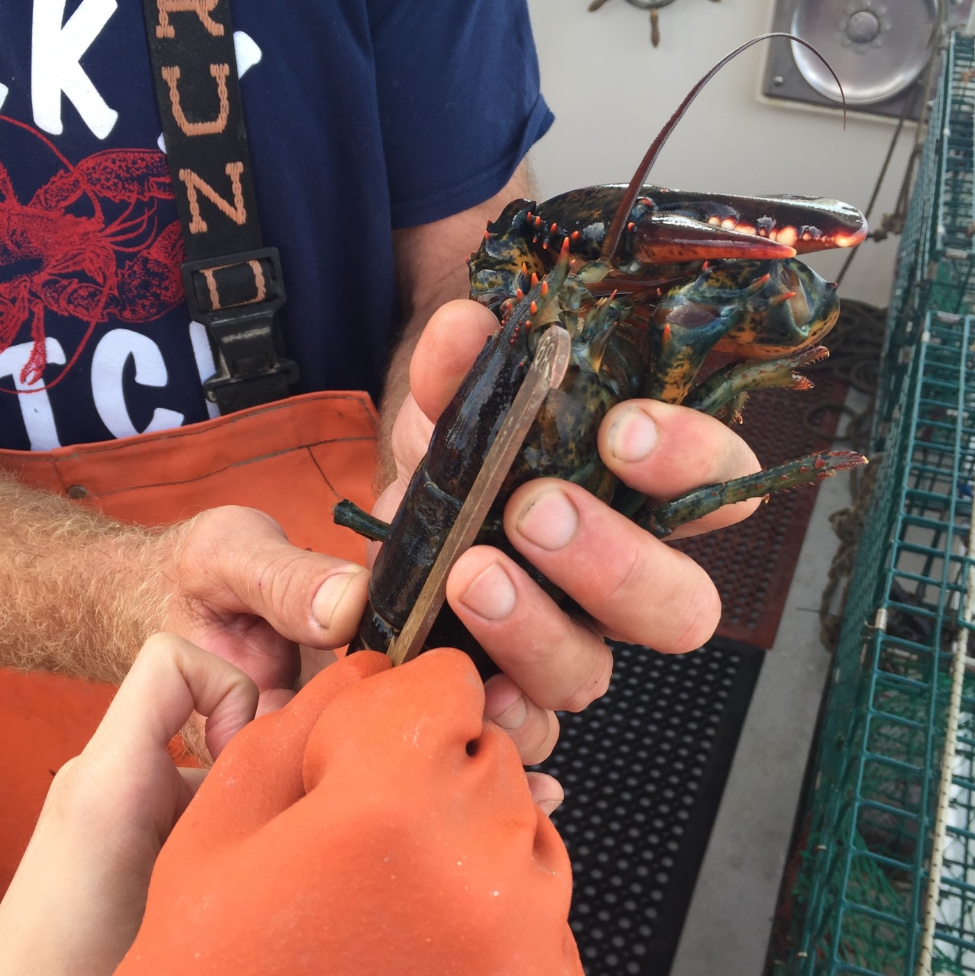 How Maine's Lobster Industry Is A Model Of Sustainable Seafood - Food ...
