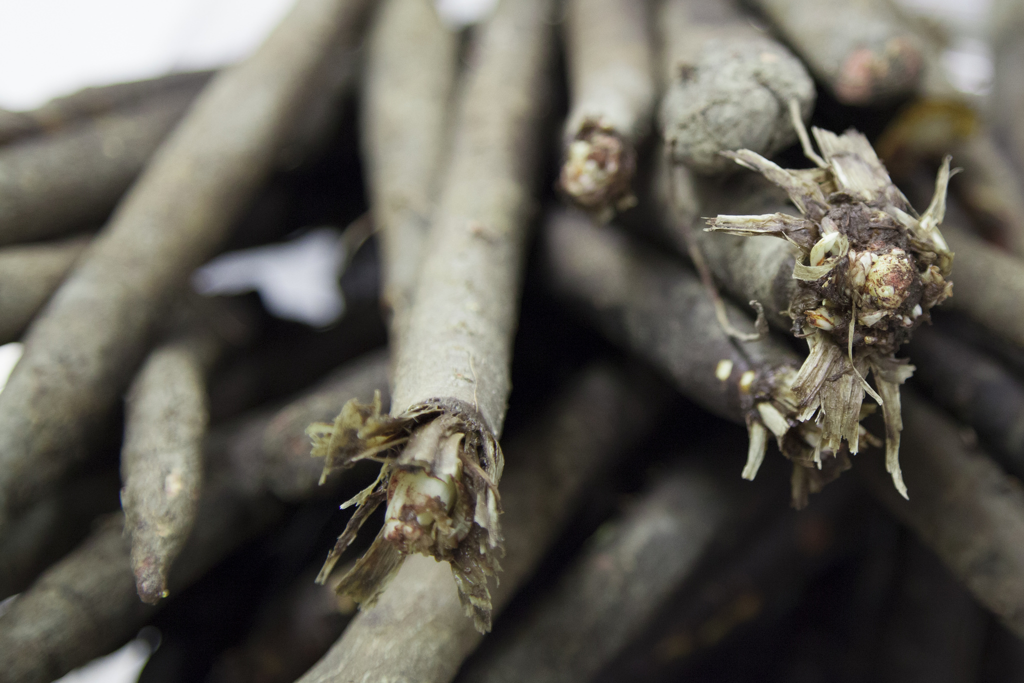 A Lesson In Salsify, And How To Make A Salsify Bisque - Food Republic