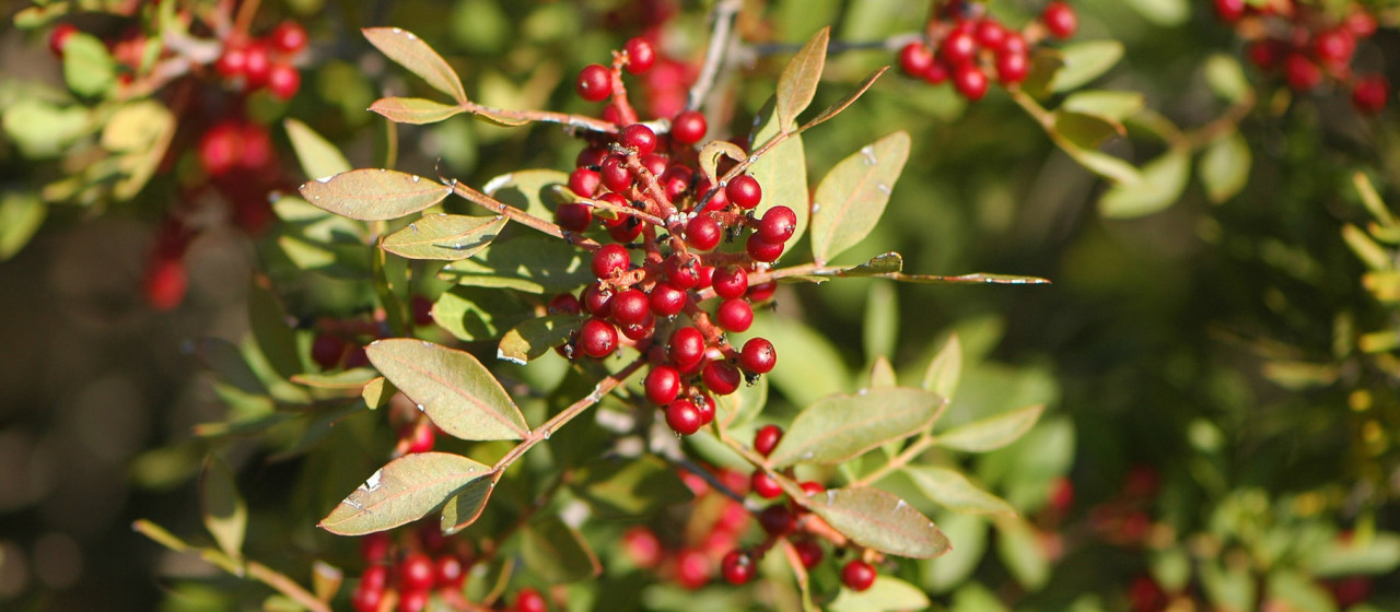 What Is Mastic? - Food Republic