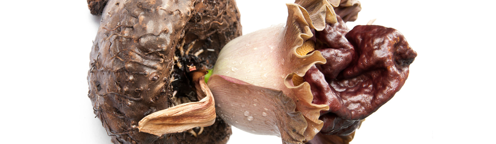 What Is Konjac? Get To Know This Starchy, Fibrous Plant
