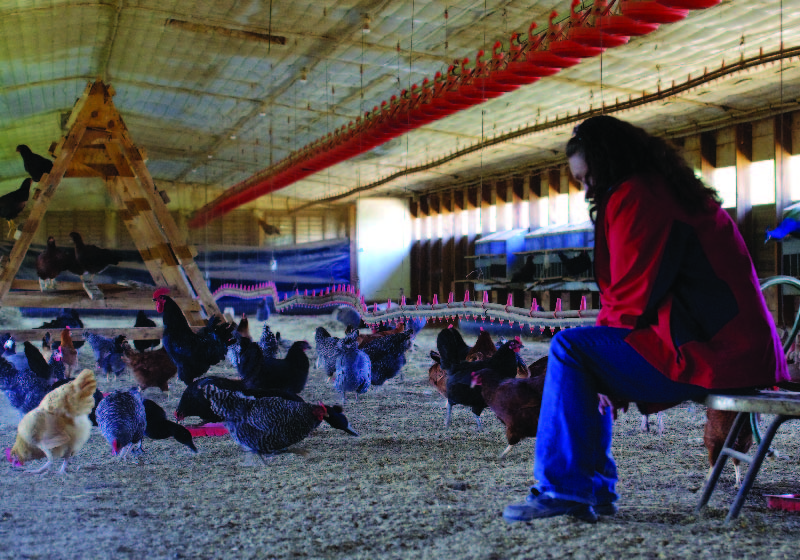 "Under Contract" Film Shines A Light On Poultry Farming