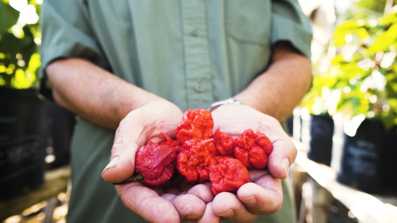How to Make Roasted Red Peppers - Food Republic