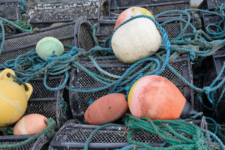 What Is Bycatch, And Which Fishing Methods Are Responsible? - Food Republic