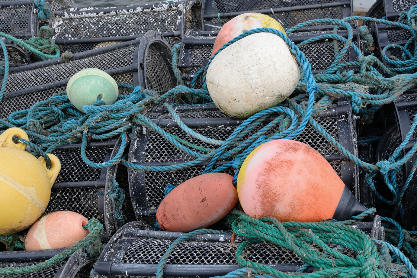 What Is Bycatch, And Which Fishing Methods Are Responsible? - Food Republic